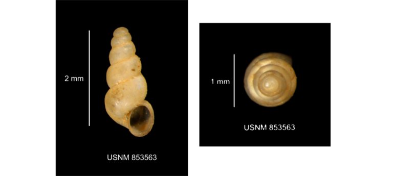 Conserving – Virginia Institute for Invertebrates